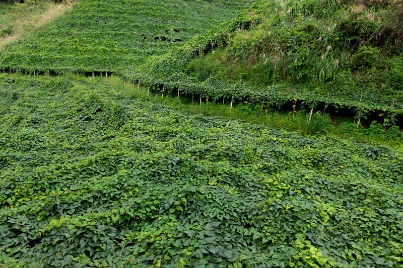 Luo Han Guo Tree Stock Photos - Free & Royalty-Free Stock Photos from ...