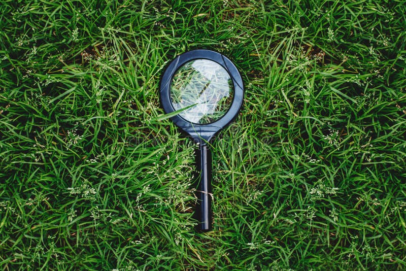 Lupa E Hierba Verde Fotos De Stock - Descarga 1,188 Fotos Libres de ...