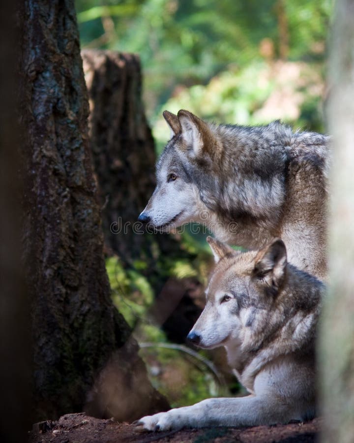 Lupi grigi immagine stock. Immagine di lupo, natura, predatore - 13158373