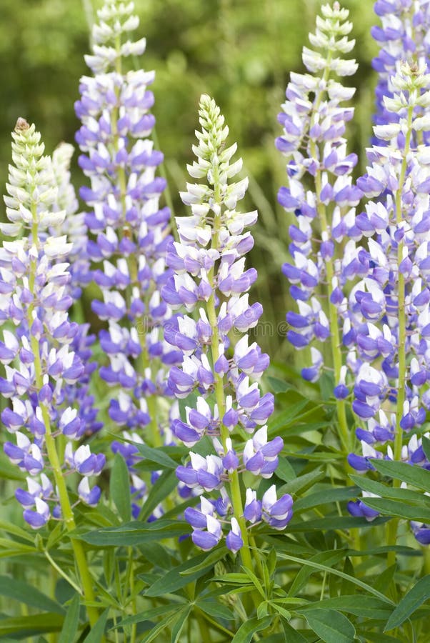 stock image. Image of blue, leaf, plant, flower, meadow - 14780685