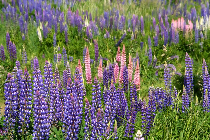 Lupin field stock image. Image of splendor, grass, spring - 81291
