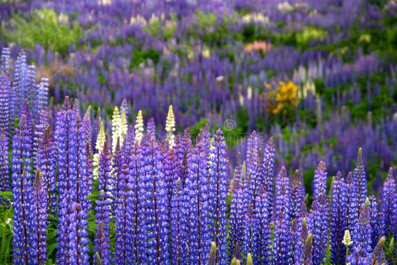 Lupin Field stock image. Image of blossom, field, botany - 9767119