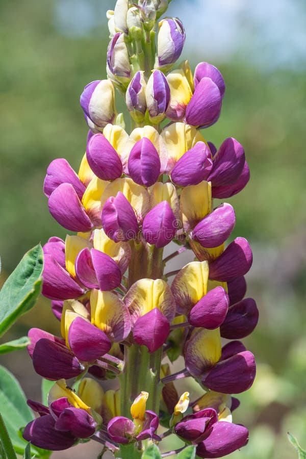 Lupin flower stock image. Image of bloom, colors, garden - 185412331