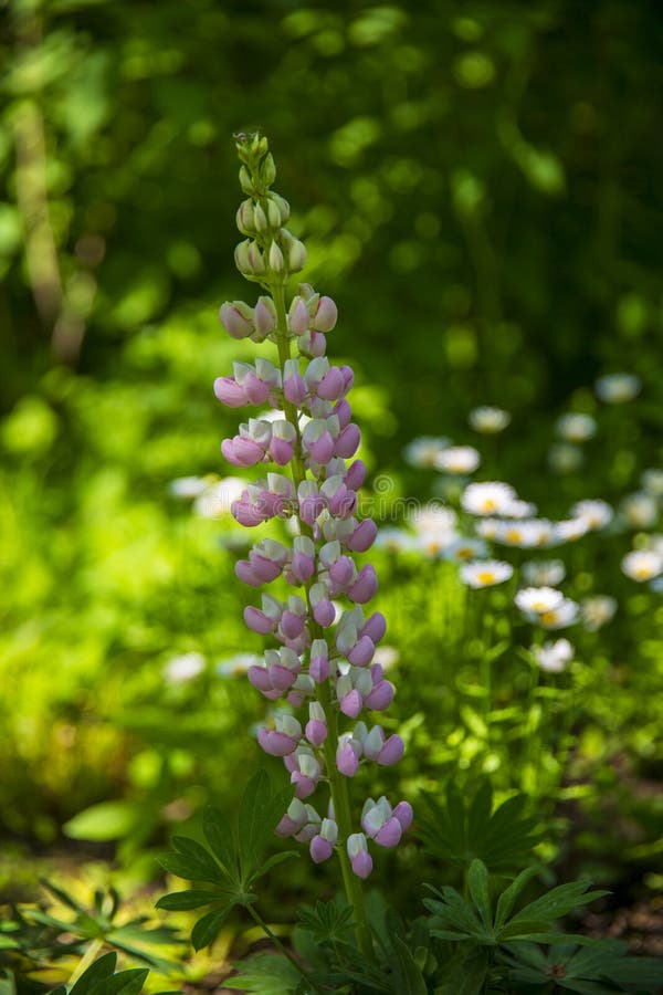 Lupin Flower in Purple and White Stock Photo - Image of spring, branch ...