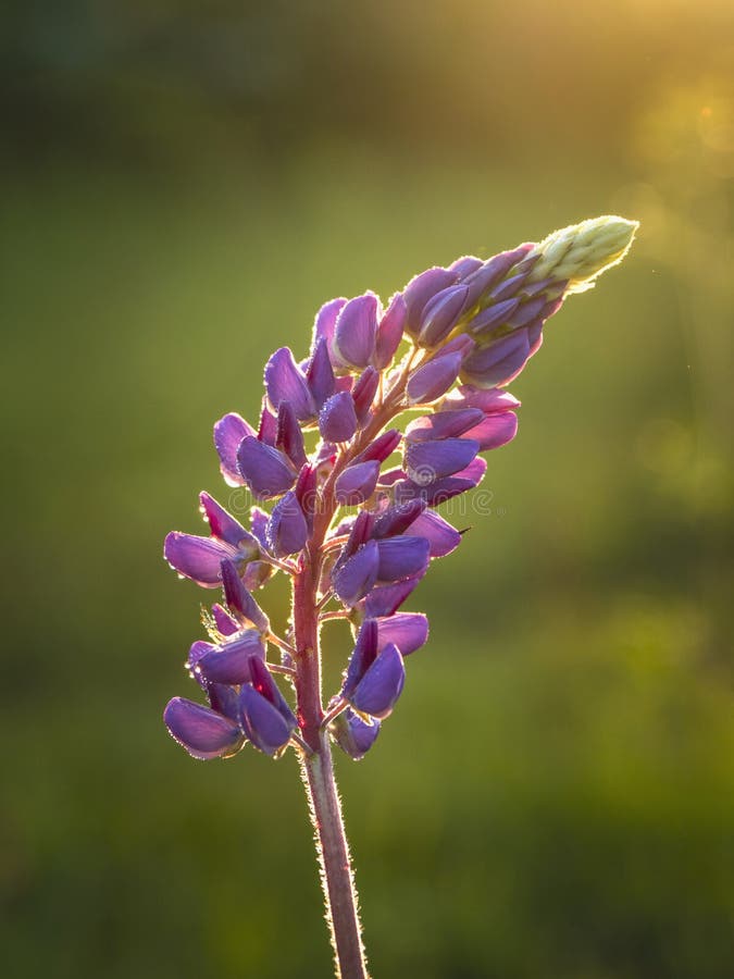 Lupin Flower at Sunset, Close Up Stock Photo - Image of bright ...
