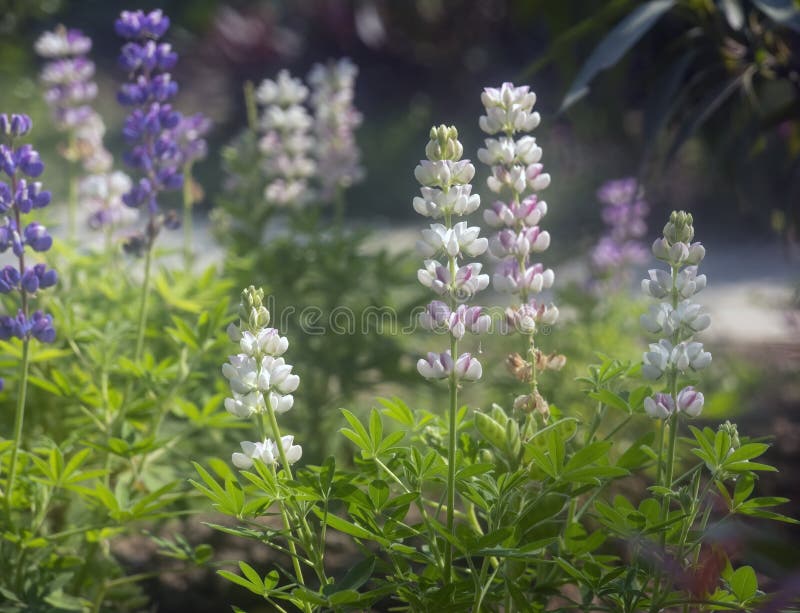 Lupin Flowers in a Meadow, Close Up Shot Stock Image - Image of sunny ...
