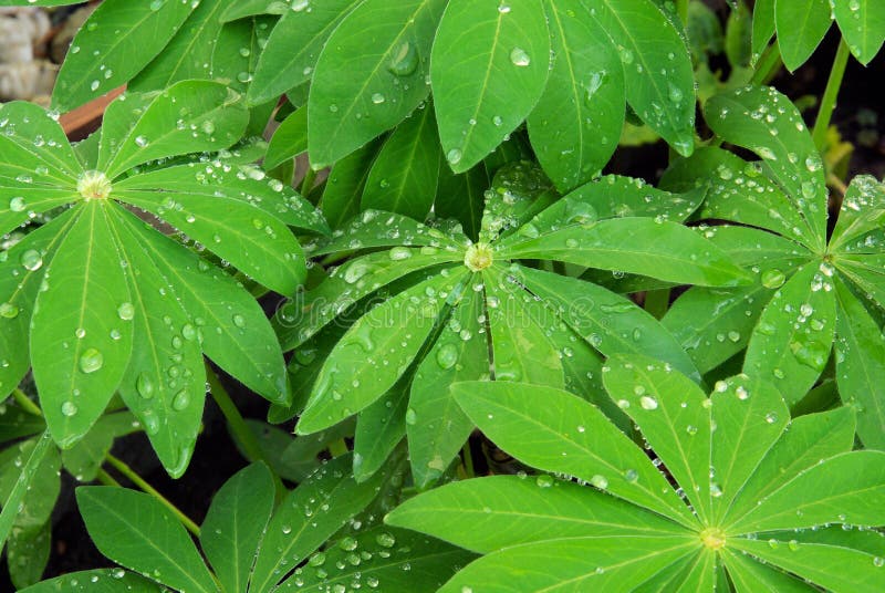 Lupin leaf stock image. Image of water, young, black - 11403913