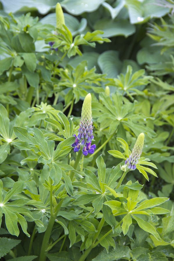 Lupinus Mutabilis, Species Of Lupin Grown In The Andes, Mainly For Its ...