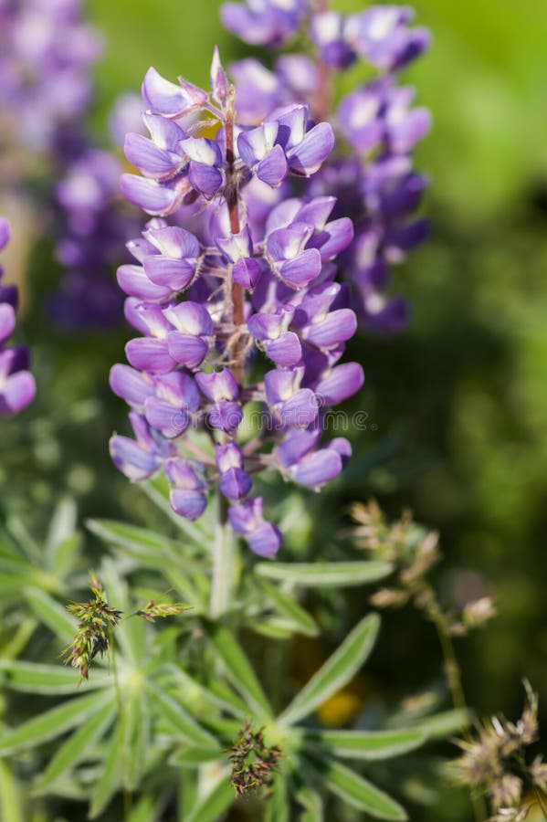 Lupin Plant Blooming in the Spring Stock Image - Image of lupinus ...