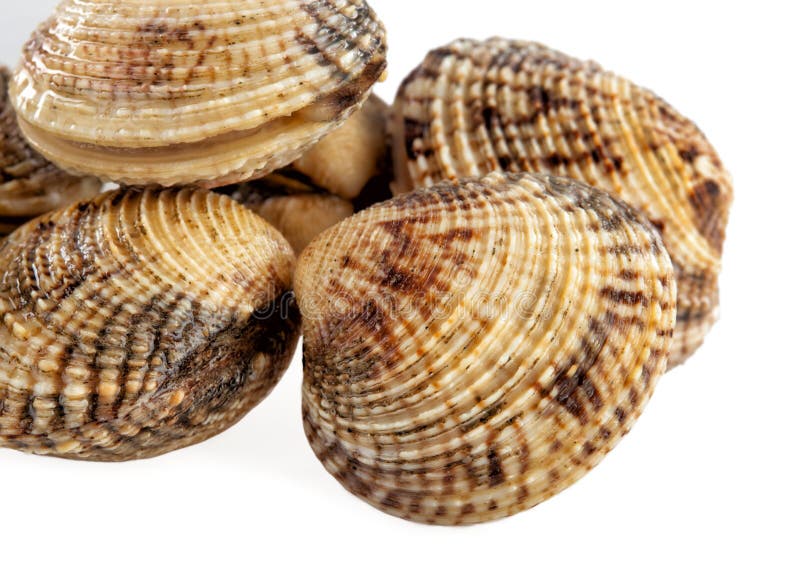 Lupin sea on white stock image. Image of healthy, fish - 35188261