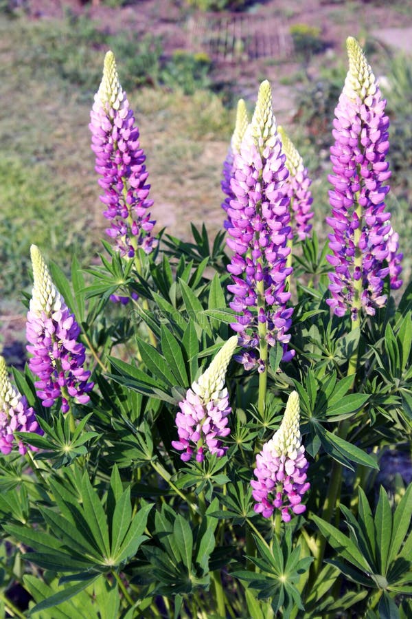Lupine стоковое изображение. изображение насчитывающей красивейшее ...