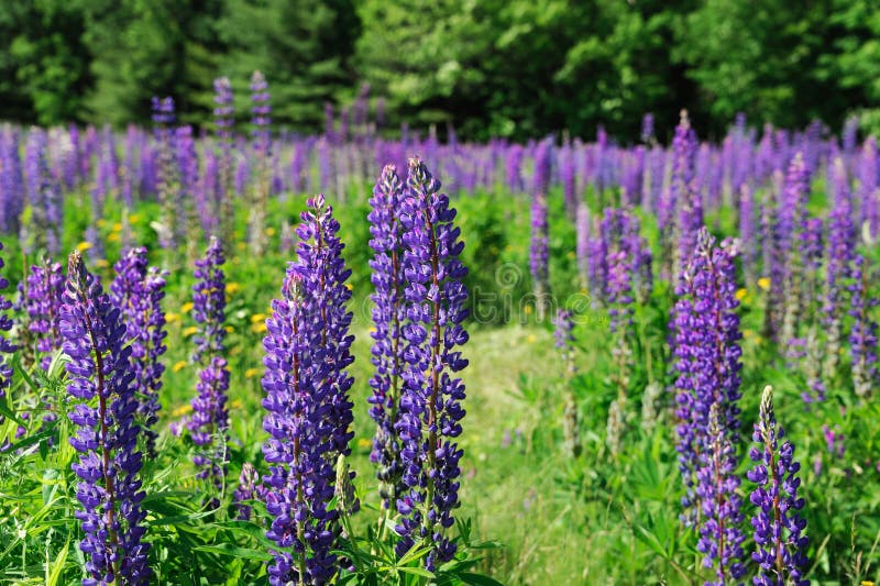 Lupine blooming in spring stock image. Image of color - 67676337