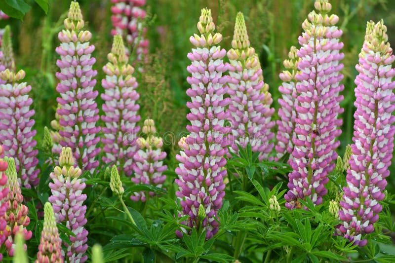 792 Lupinus Blooms Image Stock Photos - Free & Royalty-Free Stock ...