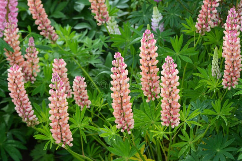 Lupine Blooms in the Spring Garden Stock Image - Image of plant, beauty ...