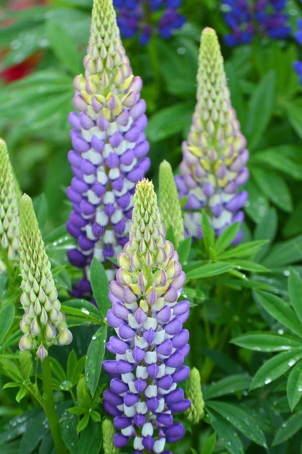 Lupine Blooms in the Spring Garden Stock Image - Image of lupin ...