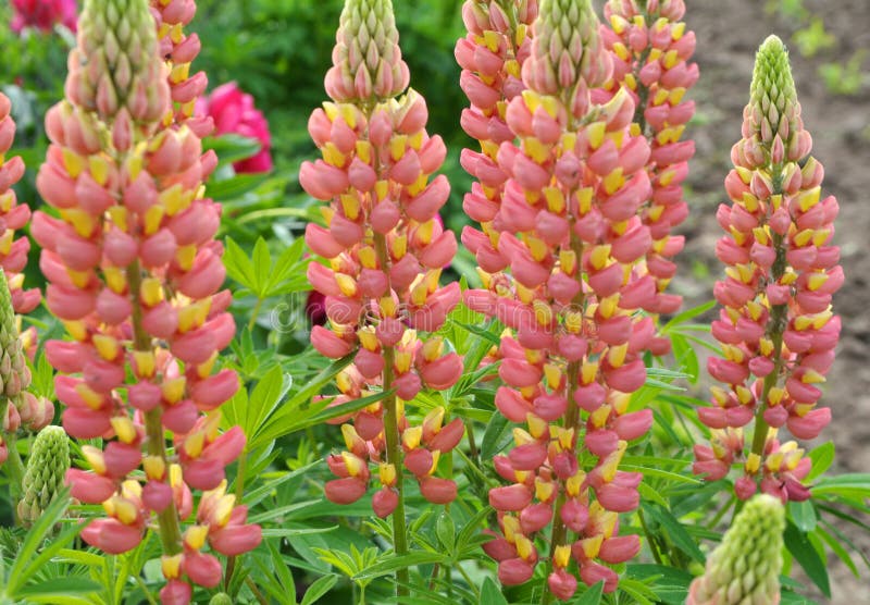 Lupine Blooms in the Spring Garden Stock Photo - Image of plant ...