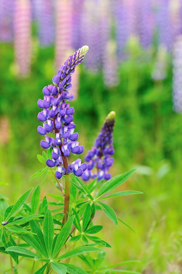 Lupine field stock photo. Image of lupine, bloom, colorful - 25207416