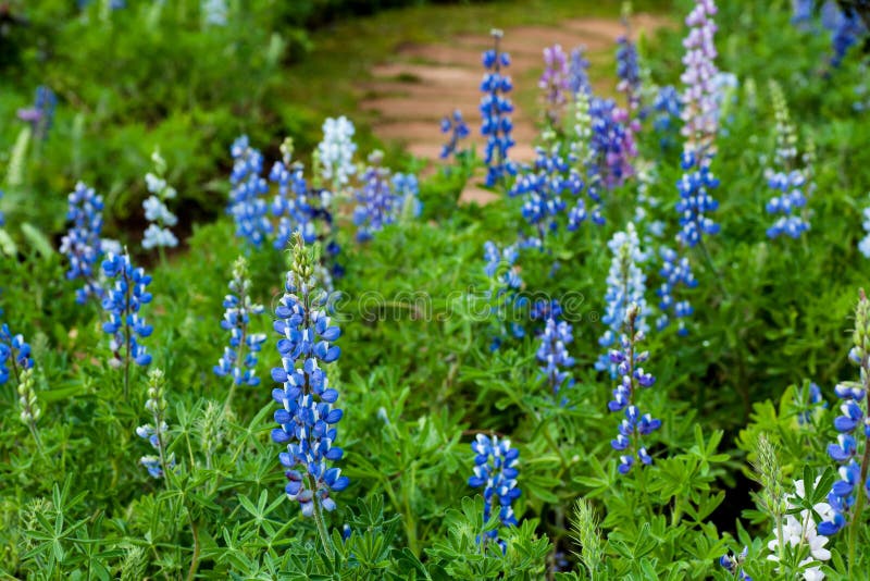 Closeup of a CLuster of Texas Bluebonnet Wildflowers. Stock Photo ...