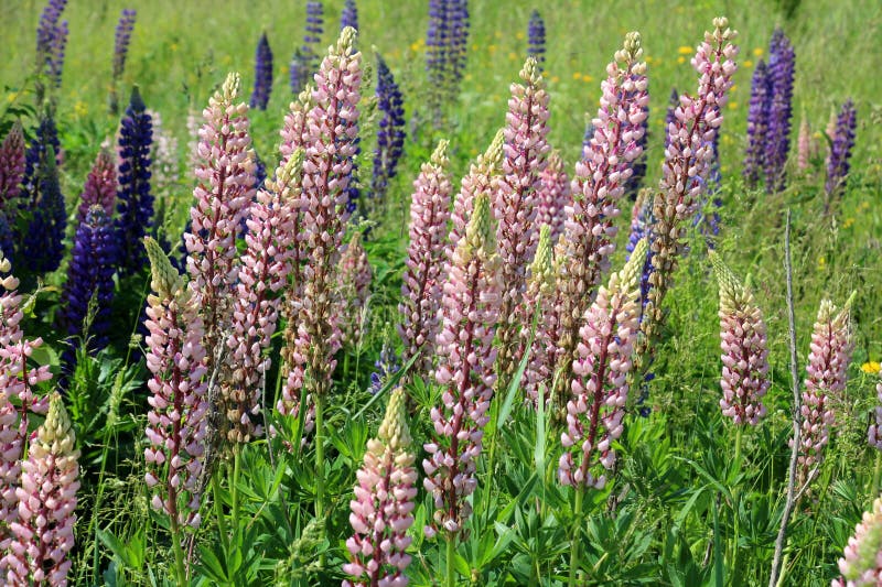Lupine Multi-leaved (Lupinus Polyphyllus) Grows in a Meadow Stock Image ...