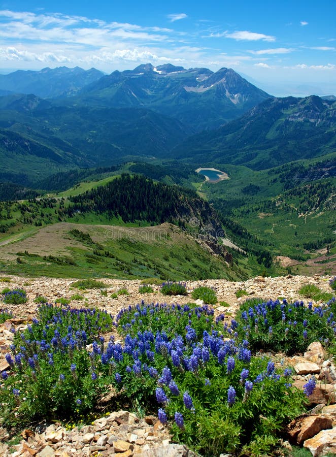 Lupine Patch stock image. Image of purple, scenery, states - 21804225