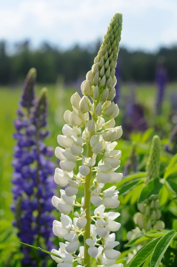 Lupine stock image. Image of white, flowers, sunny, summer - 39371143