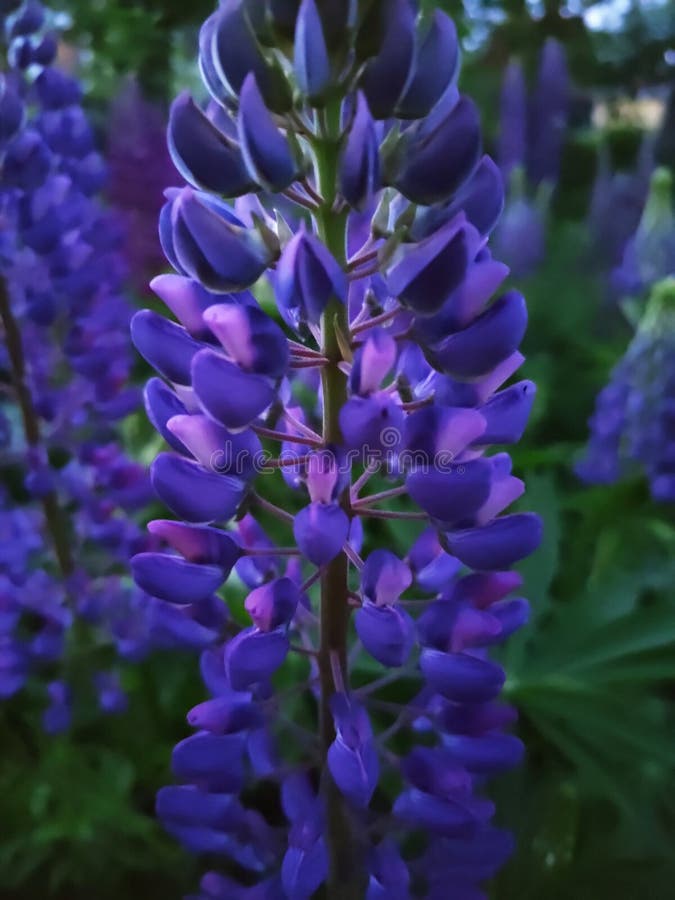Lupine or Wolf flower. stock photo. Image of wildflower - 197883474