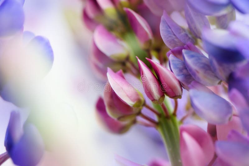 Lupines flowers close-up stock image. Image of pink, lupine - 32318181