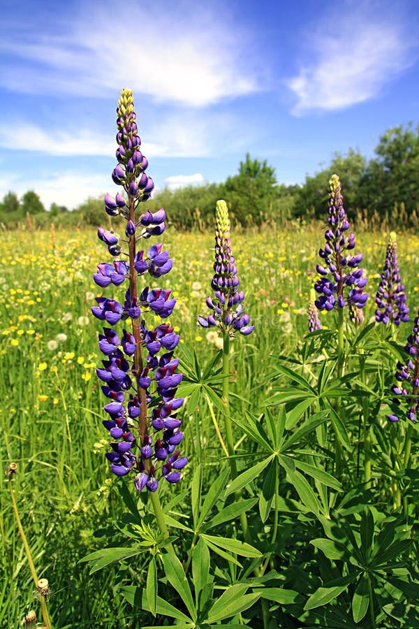 Lupines on field stock image. Image of nature, plant - 15209467
