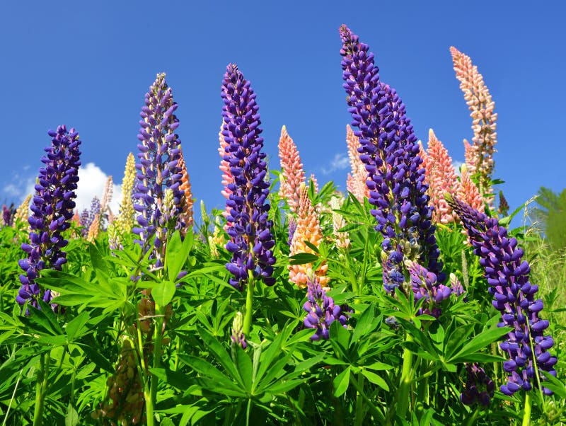 Lupines stock image. Image of field, beautiful, bloom - 34264025
