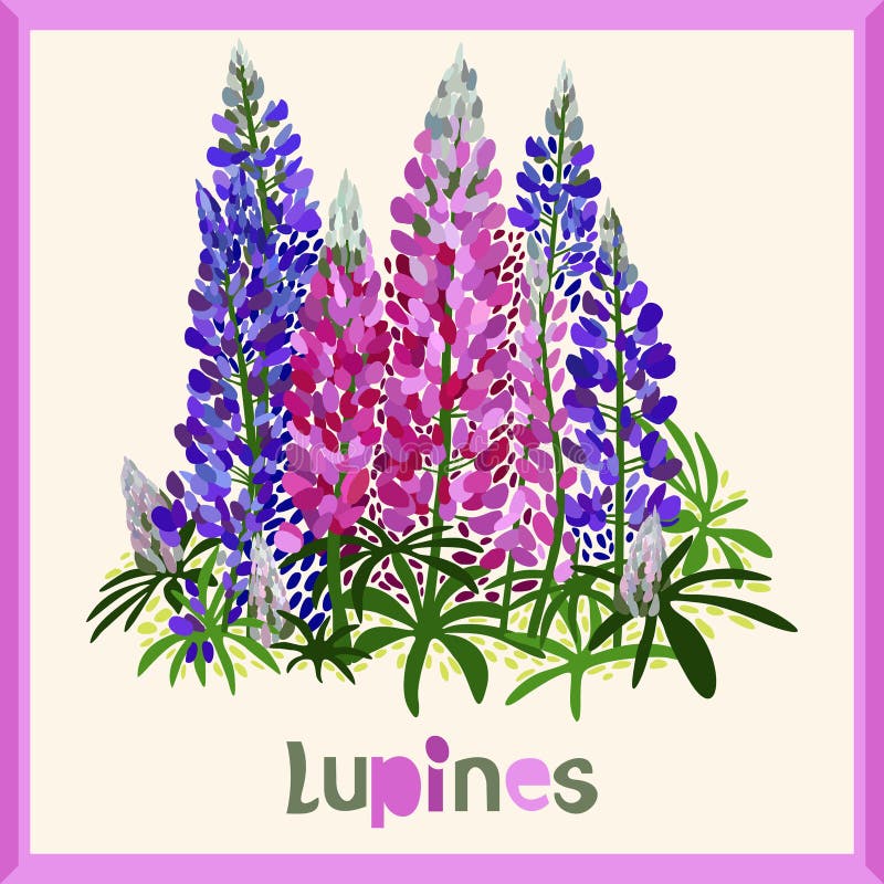 Lupines. Vector Isolated Illustration in Frame with Lettering Stock ...
