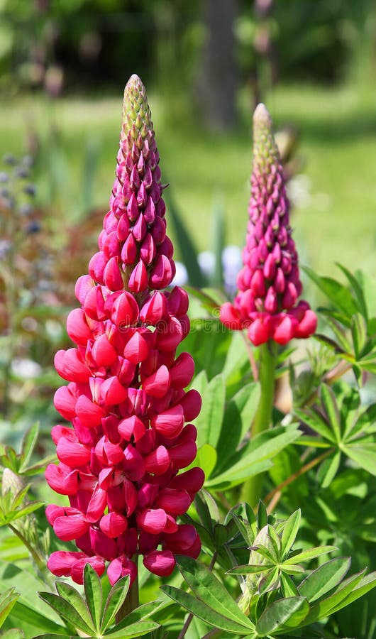 Fiori del lupino fotografia stock. Immagine di bello - 31377840