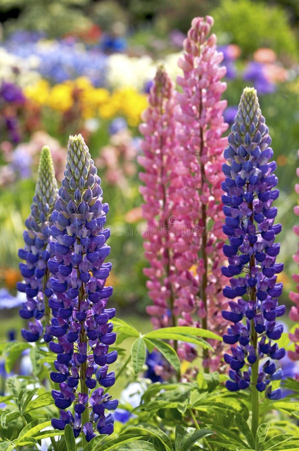 Lupino brillante immagine stock. Immagine di petalo, petali - 2683089