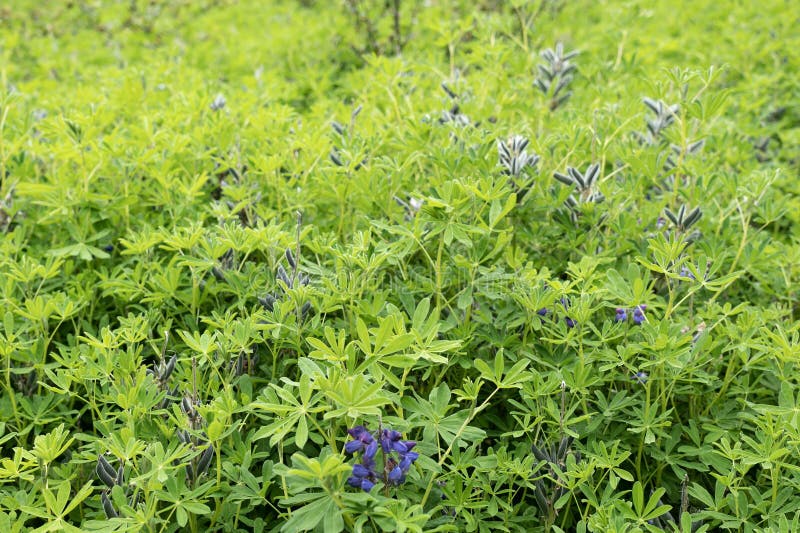 Lupinus Polyphyllus or Blue Pod Lupine on Green Background Growing on ...