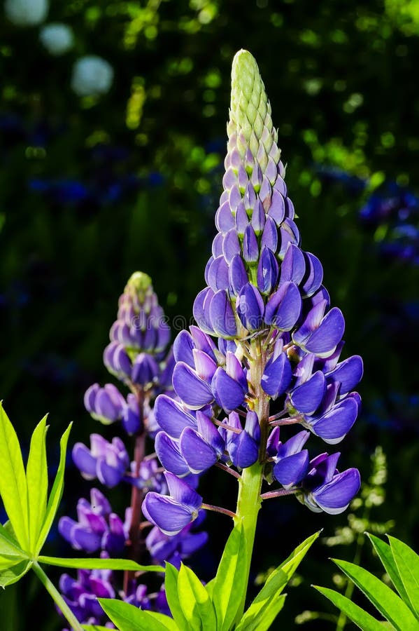 2,366 Polyphyllus Stock Photos - Free & Royalty-Free Stock Photos from ...