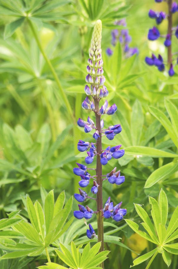Bluebonnet Lupinus Texensis 6 Stock Image - Image of spring ...