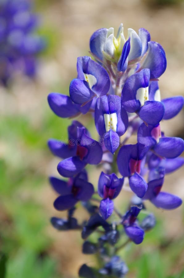 Texas Bluebonnet at San Antonio Botanical Garden Stock Photo - Image of ...