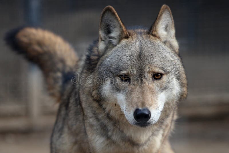 Lupo che ringhia. immagine stock. Immagine di morso, lupo - 31974743