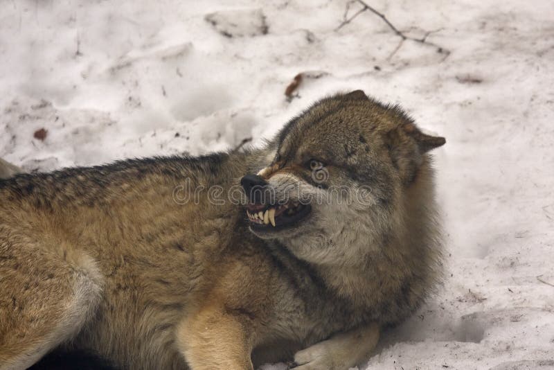 Lupo che ringhia. immagine stock. Immagine di morso, lupo - 31974743