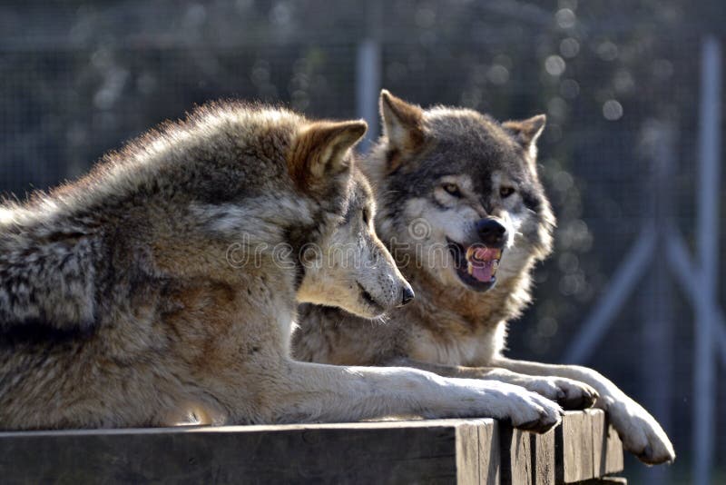 Lupo che ringhia. immagine stock. Immagine di morso, lupo - 31974743