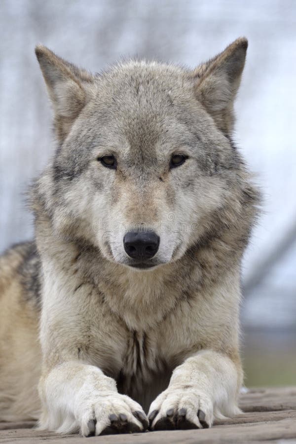 Lupo che ringhia. immagine stock. Immagine di morso, lupo - 31974743