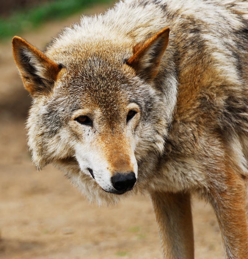 Lupo che ringhia. immagine stock. Immagine di morso, lupo - 31974743