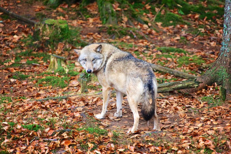 Lupo Al Parco Nazionale Bavarese Della Foresta Immagine Stock ... Lupo Al Parco Nazionale Bavarese Della Foresta Immagine Stock ...