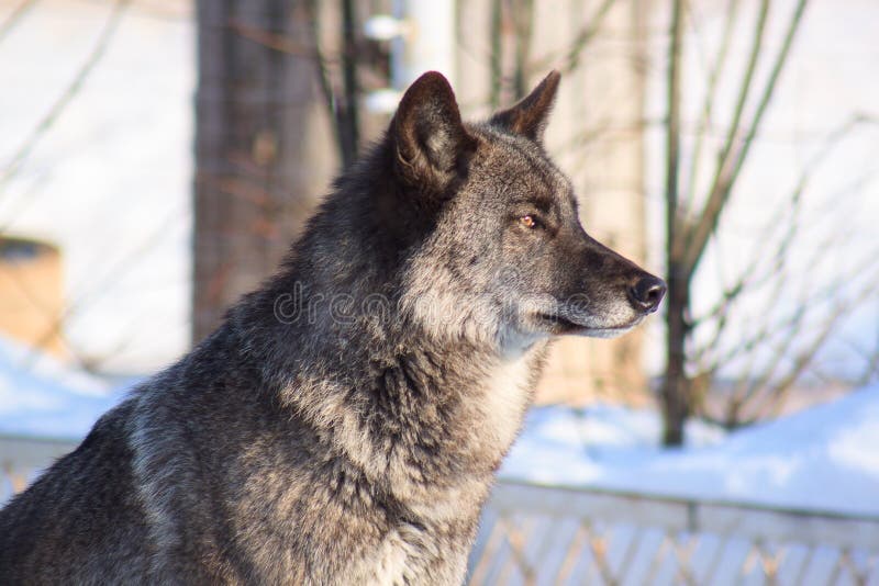 Lupo Canadese Nero Sulla Neve Bianca Immagine Stock - Immagine di preda ...