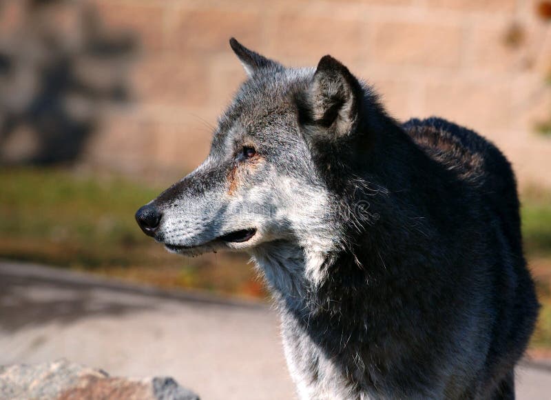 Lupo, Canis Lupus Tundrarum, Mammifero, Canelupo Di Saarloos Immagine ...