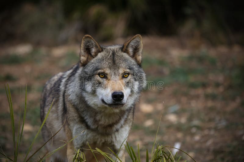 Lupo europeo immagine stock. Immagine di pelliccia, russo - 65290861