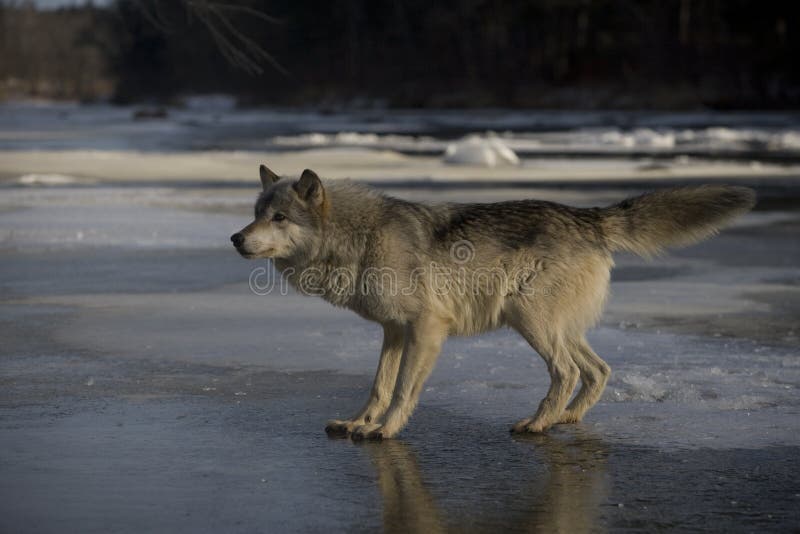 Lupo grigio, canis lupus immagine stock. Immagine di canis - 34785487