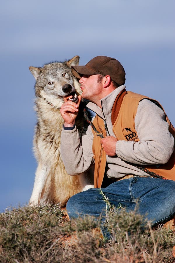 Lupo Grigio Con Un Istruttore Animale Fotografia Editoriale - Immagine ...