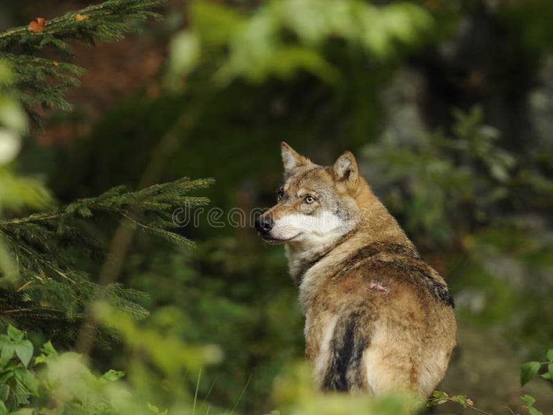 Lupus E Pups Di Canis Femminile Del Lupo Immagine Stock - Immagine di ...