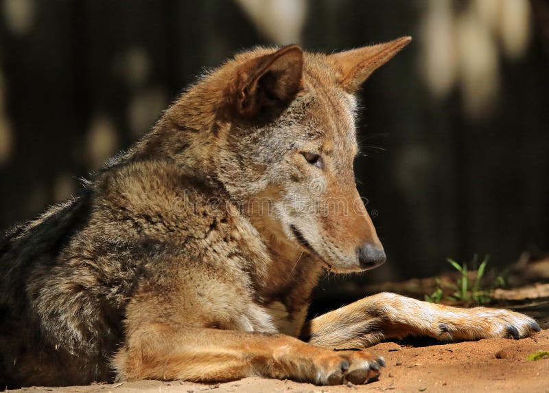 Lupo Rosso immagine stock. Immagine di naso, posa, faccia - 70764677