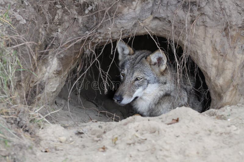 Lupo in una tana fotografia stock. Immagine di selva - 61854640
